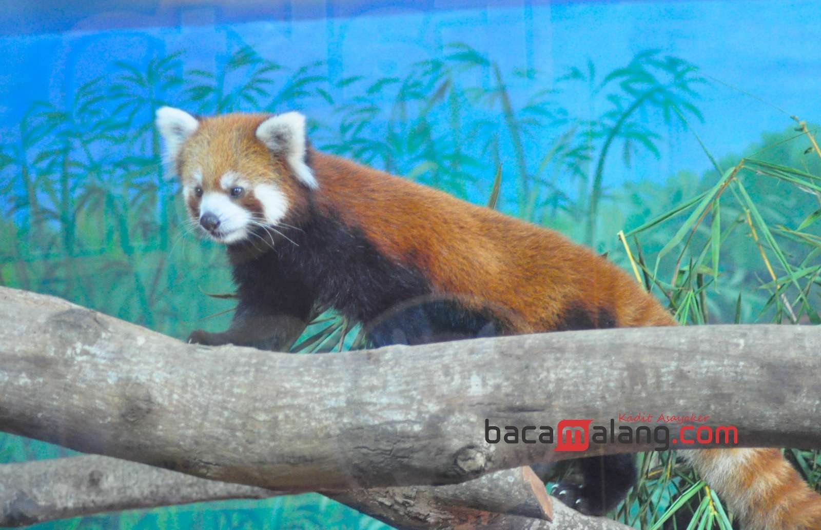 Kaito, panda merah koleksi baru Batu Secret Zoo Jatim Park 2 yang lebih ...